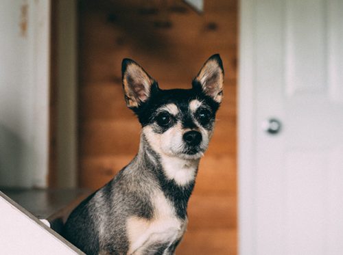 UDR Pet Rescue Canada – The UDR is a foster home based, non-profit ...